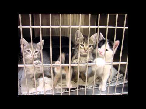 the sad truth about animal shelters. Music - I closed my eyes. I talked to the trees by Nemean Lion
