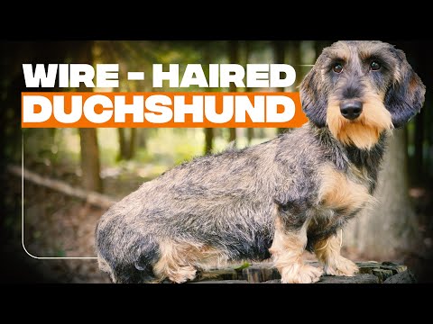 Wire-haired Dachshund: ULTIMATE GUIDE | Is This Type of Doxie The Right For You?