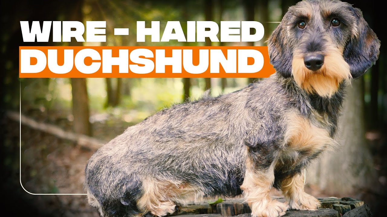 Wire-haired Dachshund: ULTIMATE GUIDE | Is This Type of Doxie The Right For You?