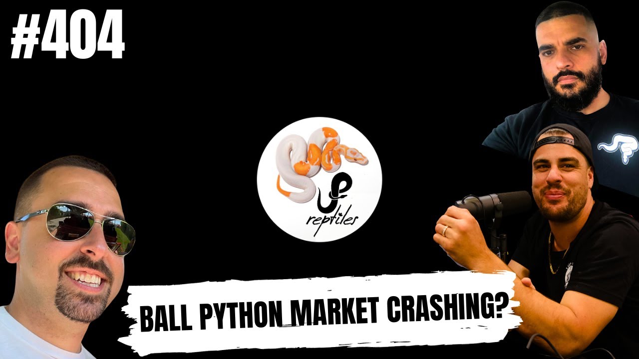 JP explains some frustrations with the Ball Python market