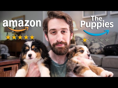 Puppies Rank the BEST & WORST Amazon Toys!