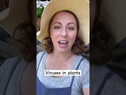 Viral Infections in Plants #gardening #plantdisease #plants