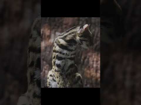 Animals Starting With O| Learn Animal Words That Start With Letters O #animals