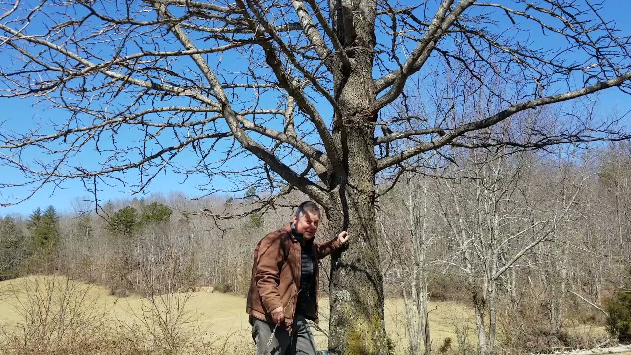 Liquidambar styraciflua