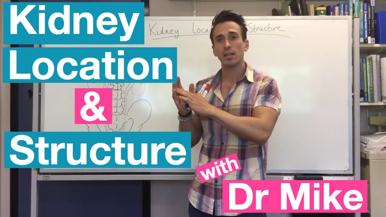 Kidney Location and Structure