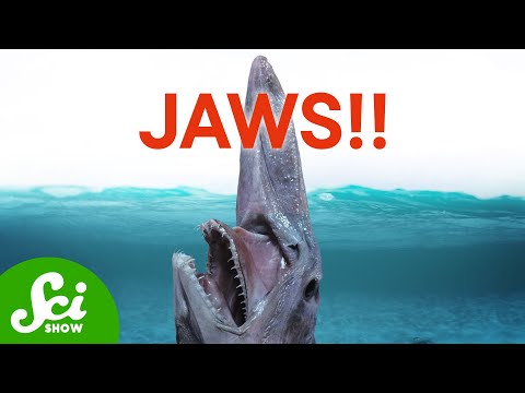 The 7 Weirdest Jaws in the Water