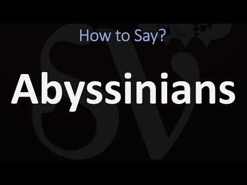 How to Pronounce Abyssinians (CORRECTLY)