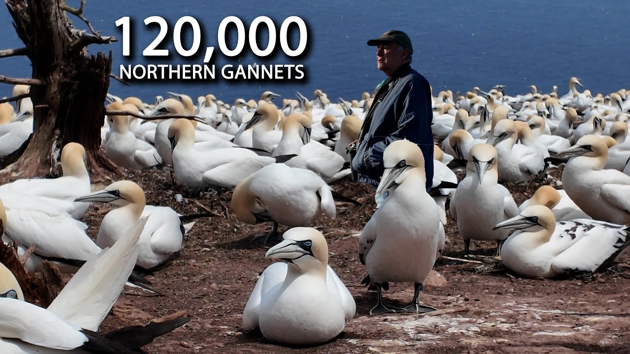 This NORTHERN GANNET colony is HUGE!