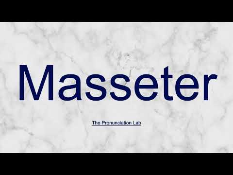 Masseter Pronunciation: How to Pronounce Masseter β How to Say Masseter?