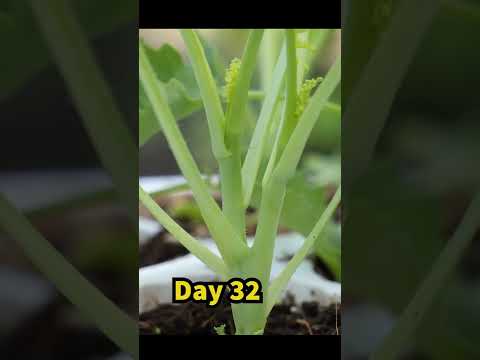 Growing Kale in Containers - Seed to Harvest