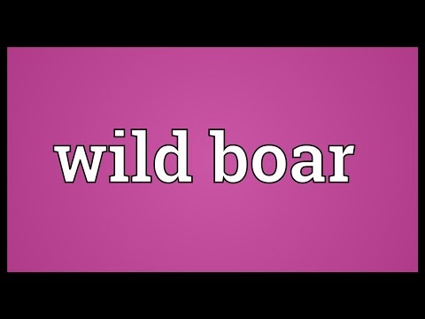 Wild boar Meaning