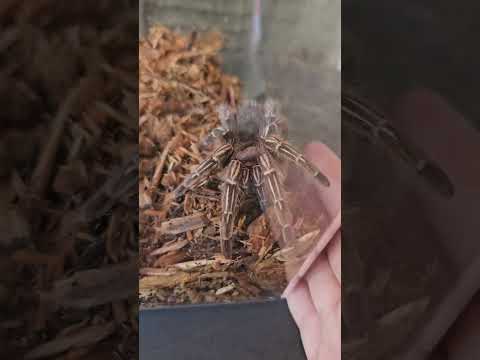 what should I name my tarantula?? #spider #tarantula