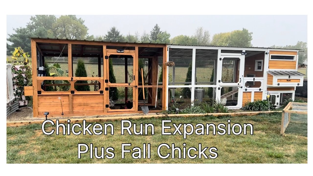 BIG REVEAL! My Chicken Run expansion! Plus Meet our New Fall Chicks