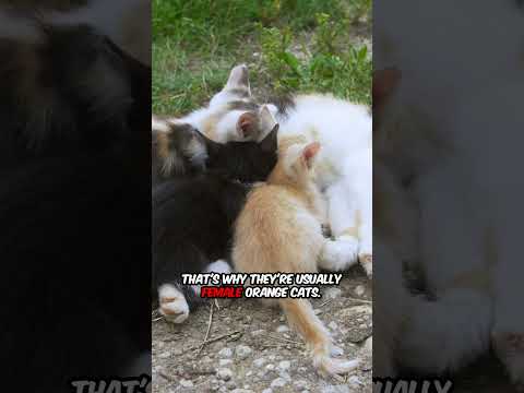 Calico Cats: Gender Secrets Revealed