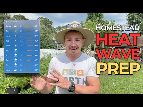 100°F Heat Wave Incoming! Here’s How I’m Saving My Homestead