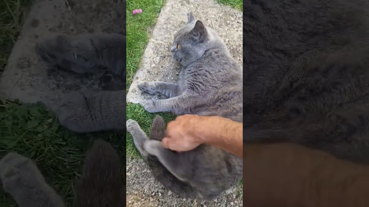 Tummy Rubs #cats #britshshorthaircat #catlover