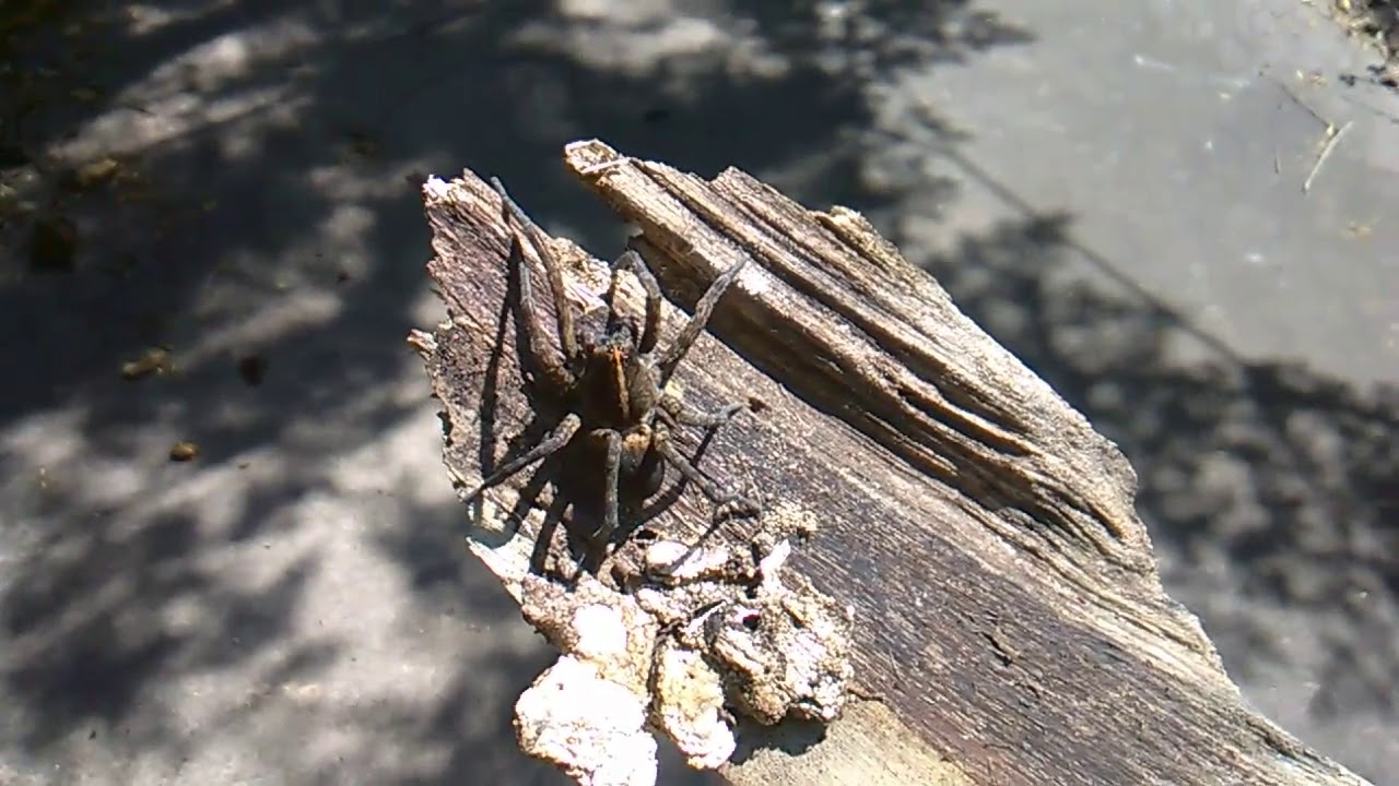 Unboxing Nature: Wolf Spider!