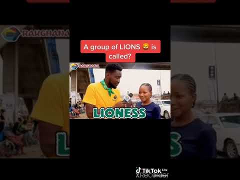 A group of lion is called "lioness"πππ you have to watch it