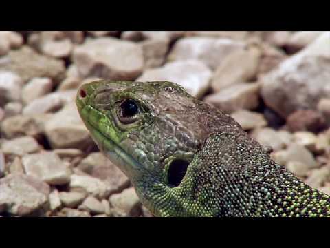 World’s oldest lizard fossil discovery | Dear Kitty. Some blog