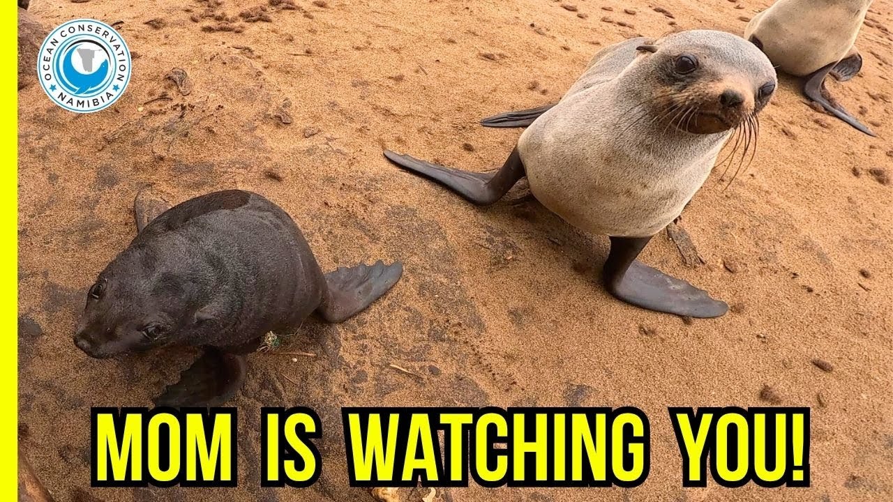 A Mother’s Watchful Eye During Seal Rescue