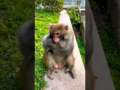 Angry monkey Funny video #monkey life style #in forest