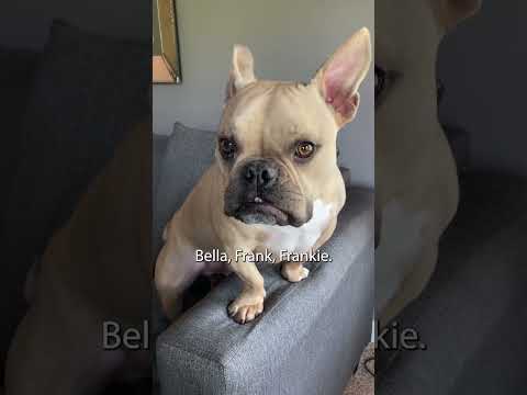 🐶Top 10 French Bulldog Names, Discovered! 😮