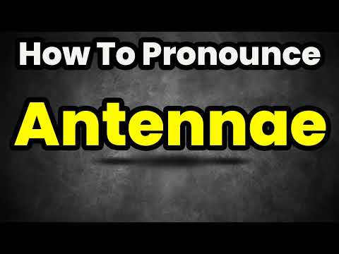 How To Pronounce Antennae? (CORRECTLY) Meaning & Pronunciation