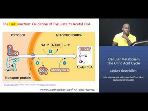 MCAT®: Citric Acid Cycle Part 1 - Acetyl CoA formation