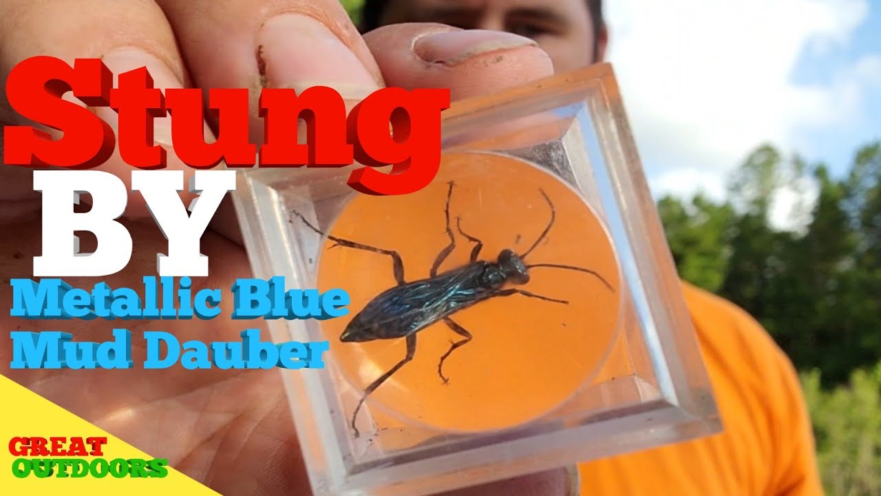 Stung by Metallic Blue mud dauber