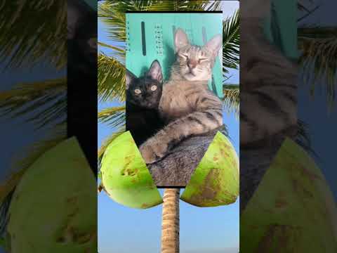 Two cute angels | coconut fall from a tree #capcut #trendingvideo #catvideos #fungameplay #coconut