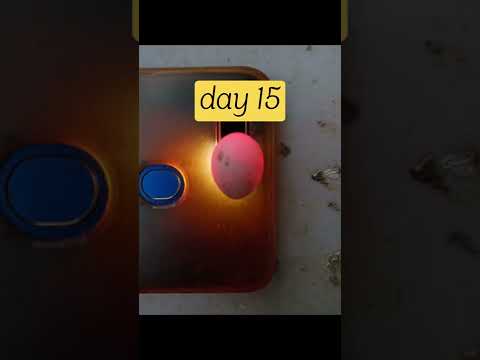 egg hatching!! from day 1 to day 18