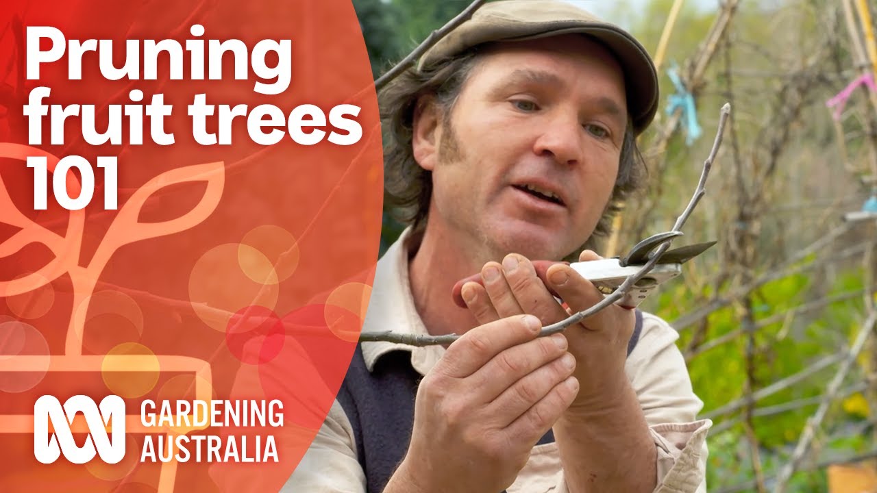 How to get started pruning fruit trees | Growing Fruit and Vegies | Gardening Australia