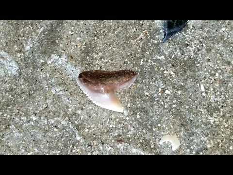 Hunting for shark teeth before day break and found a nice tiger shark tooth.