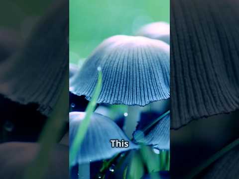 This Mushroom Melts Into Ink in Hours 🌧🍄