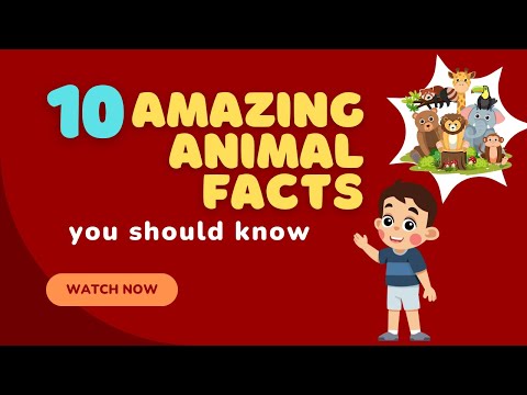 10 Amazing Animal Facts | Animal World | Fun Facts about Animals| Simple Stories for Kids
