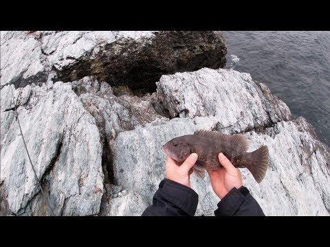 How To Catch Blackfish (Tautog) From The Shoreline