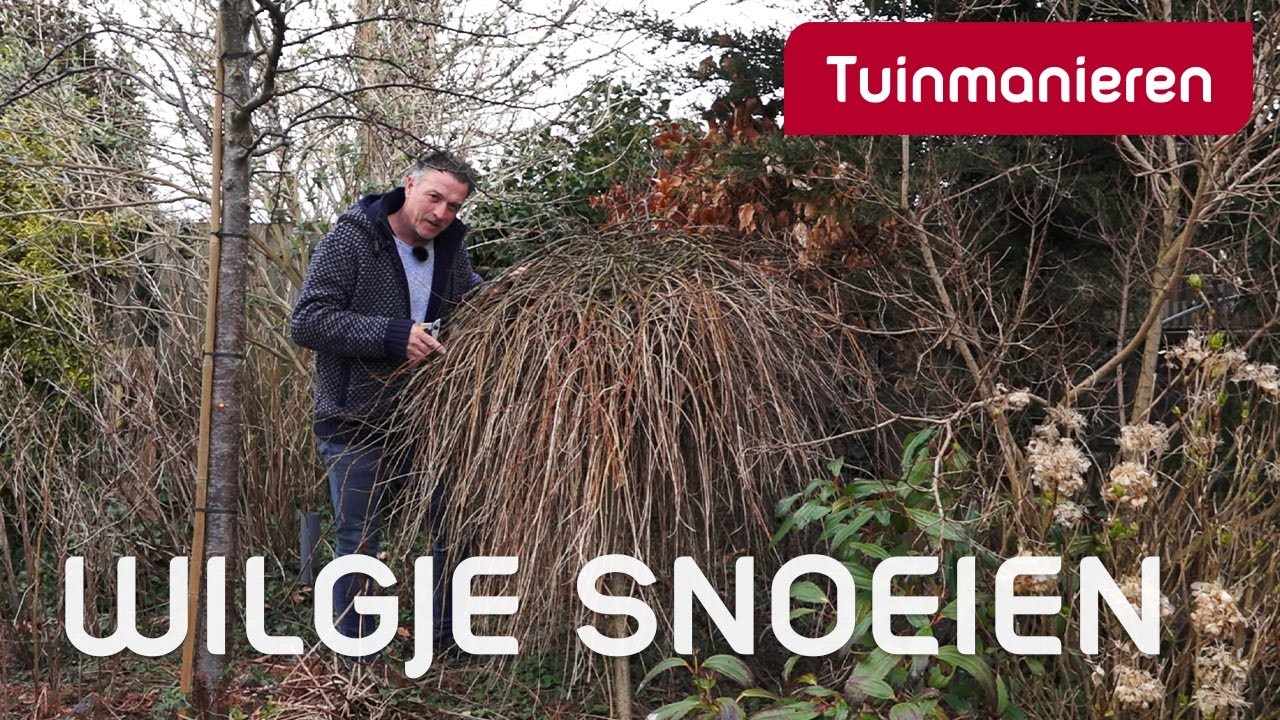 Een wilgje, de salix, snoeien, hoe doe je dat? | Snoeien | Tuinmanieren