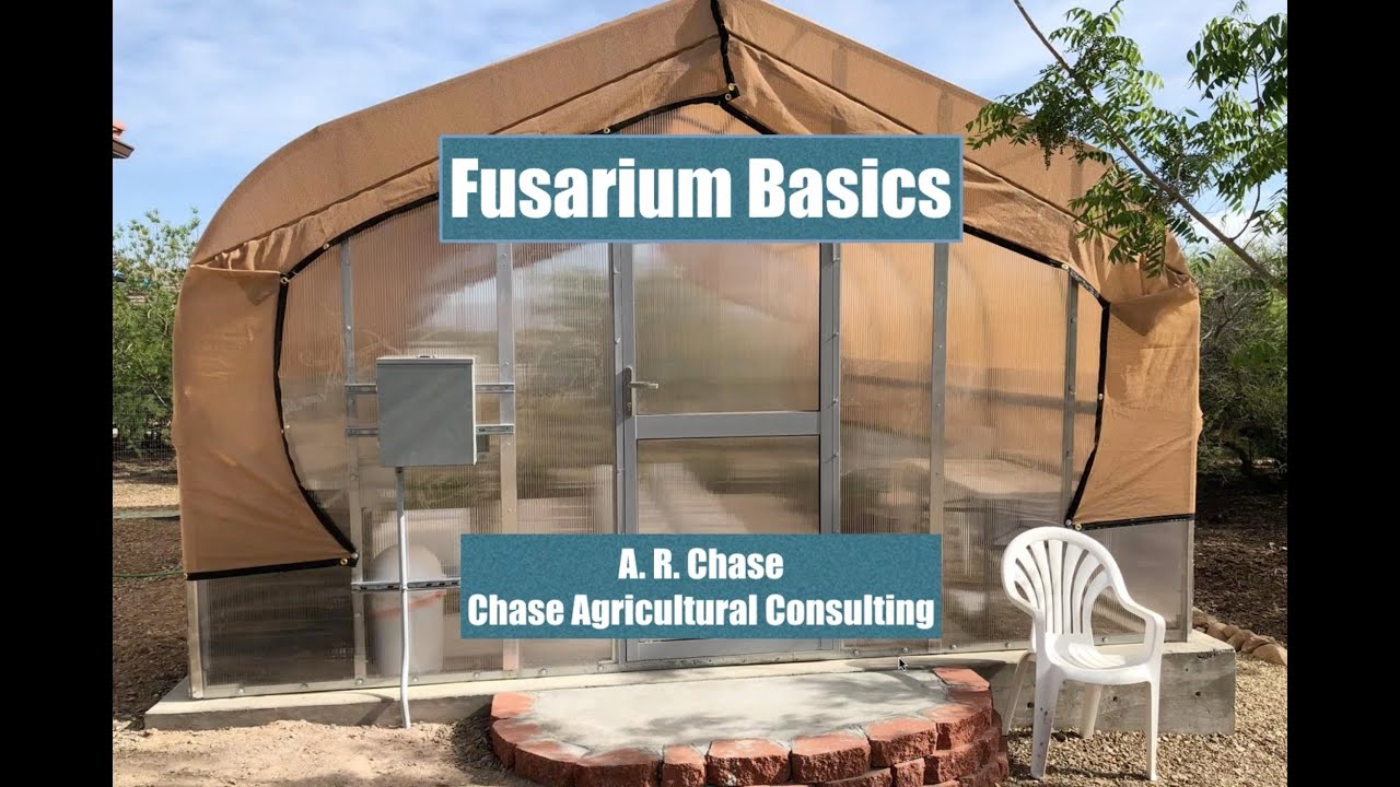 Let's Talk Disease:  Fusarium basics