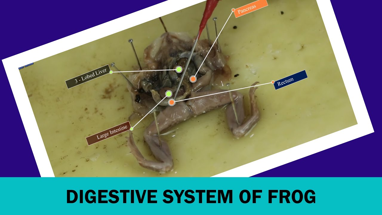 Dissection of Frog | Digestion System