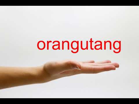 How to Pronounce orangutang - American English