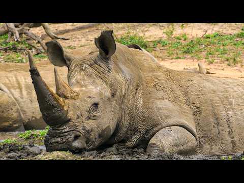 Afrique du Sud : la dernière frontière sauvage