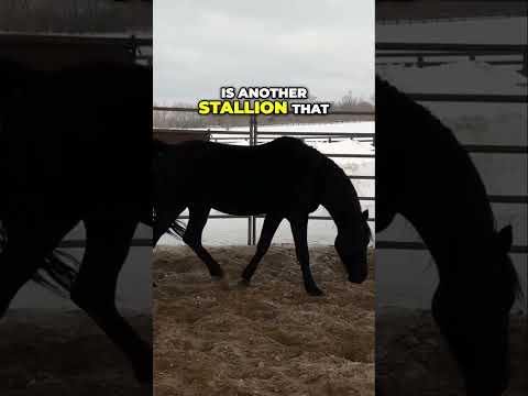 Understanding Stallion Behavior: Key Riding Insights