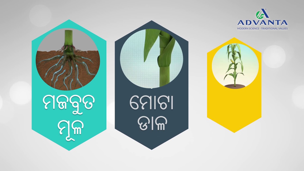 Advanta Hybrid Corn - PAC 751 Elite (Telugu)