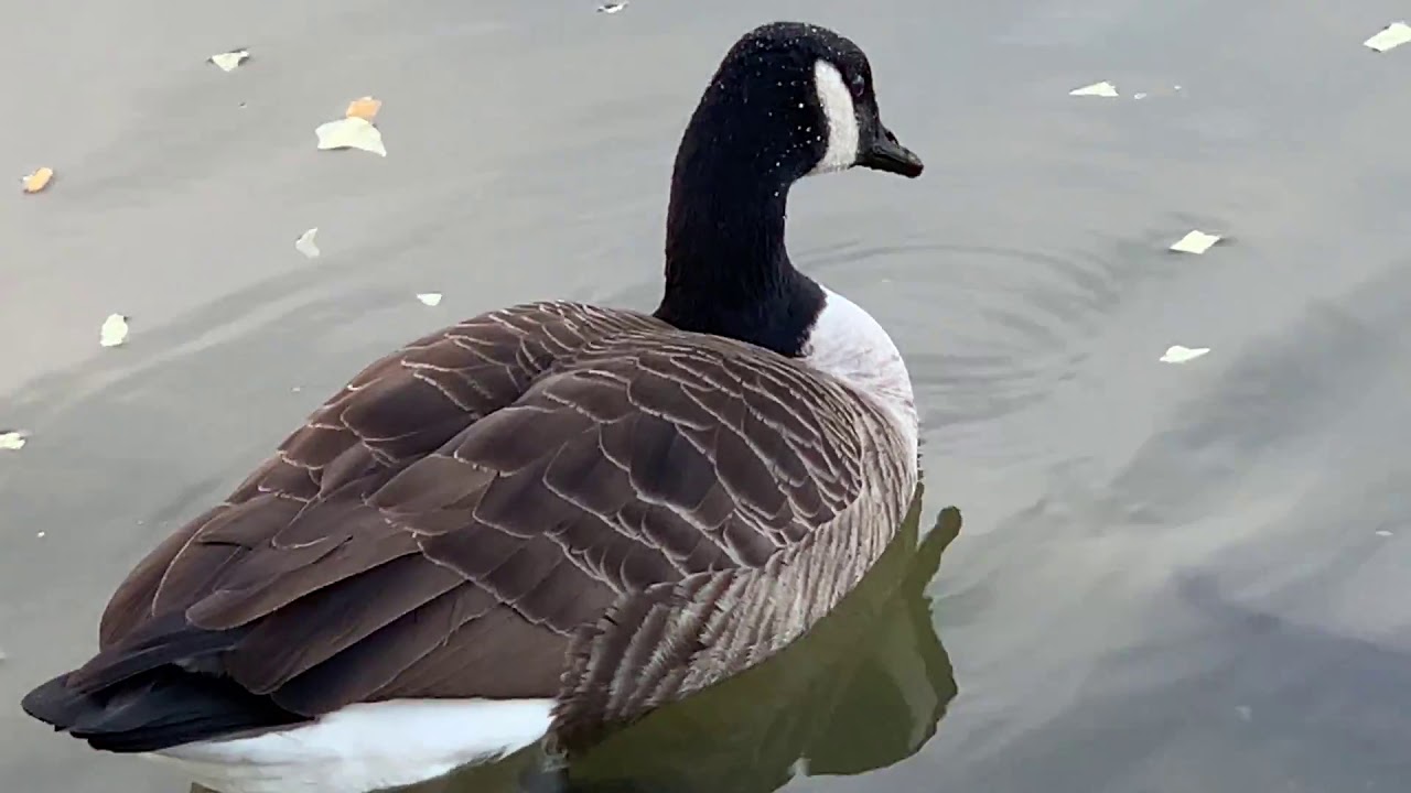 The Confident Canada Geese!