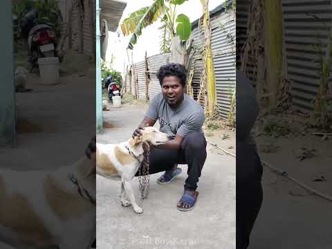 இந்த நாய 🐕எதுக்கு கூட்டிட்டு வந்திருக்கான்.? 🤔😂 #shorts #comedy // Troll Boy Karan