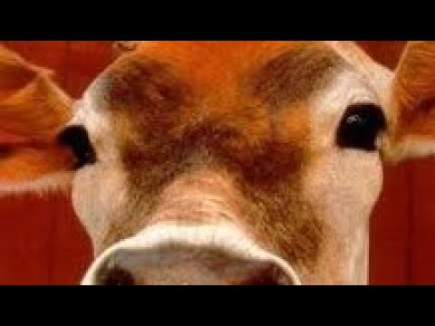 Steam Community :: Video :: Run away from the Windows XP dog!