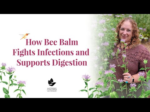 Wild Bergamot Bee Balm Plant Benefits Monarda fistulosa + Bee Balm Tea