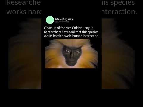 Gee's Golden Langur