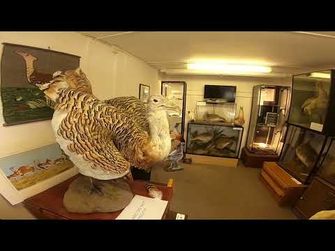 Great Bustard Visits