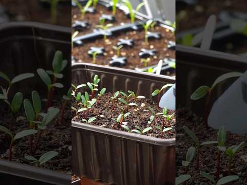 How to Make a Homemade Seed Propagator (Easy!)